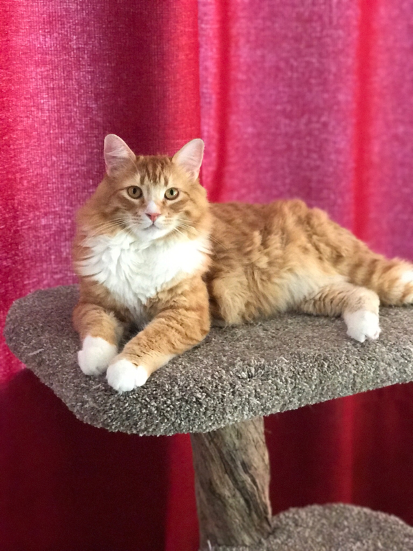 Scratch and Sniff Micro-Landing - Puyallup, WA - Firehouse Pet Shop ...